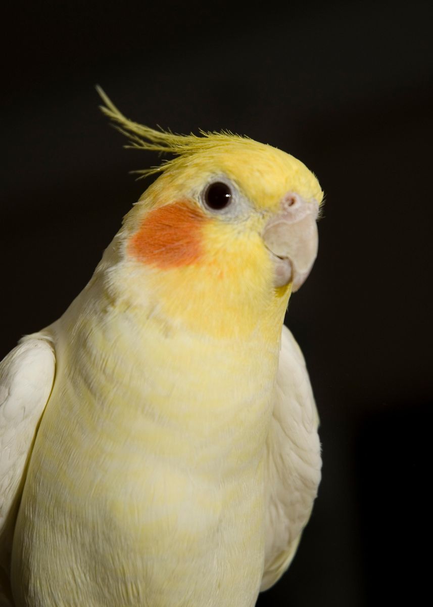 'Lutino Cockatiel' Poster, picture, metal print, paint by Slowbird ...