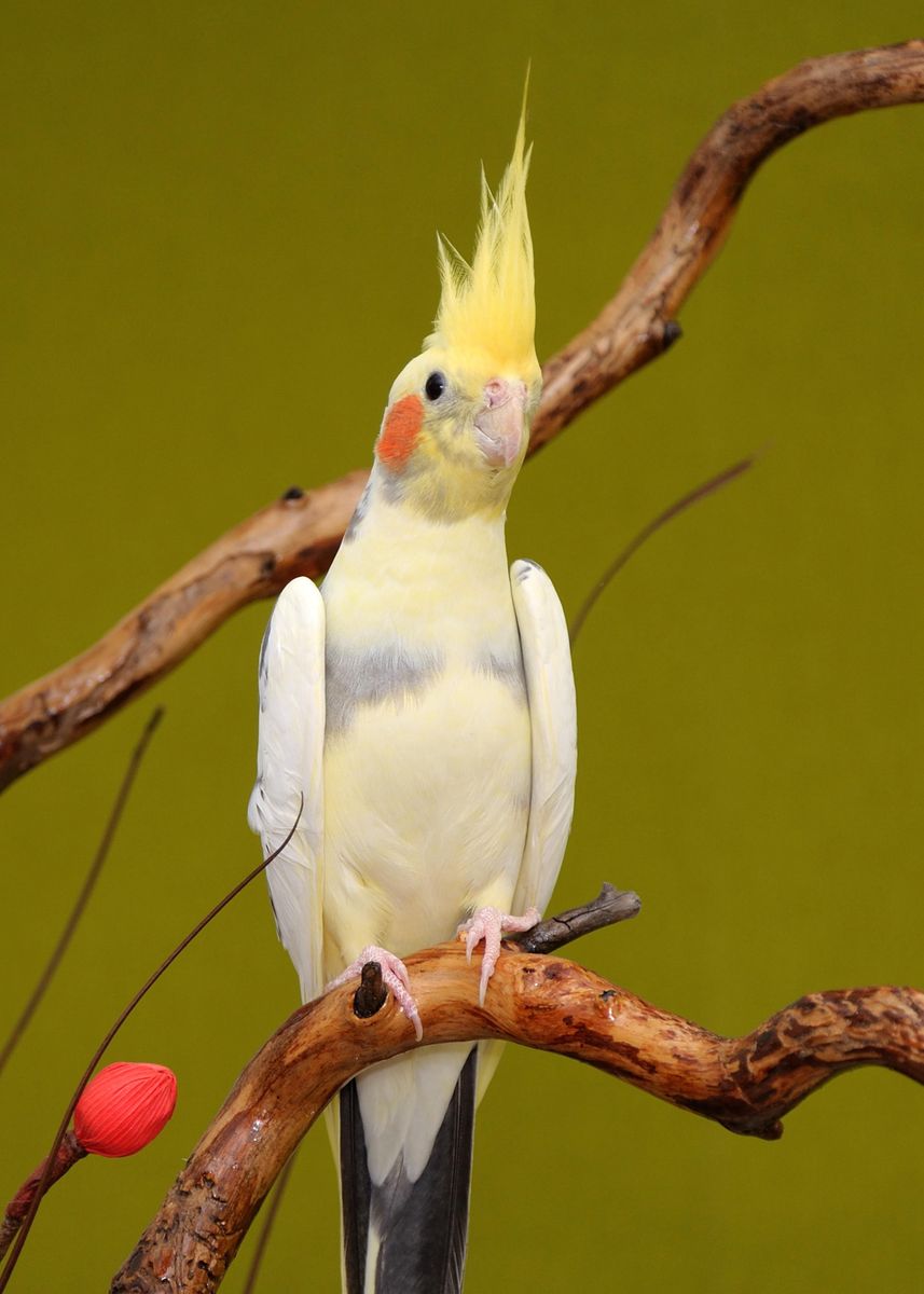 'Lutino Cockatiel' Poster, picture, metal print, paint by Slowbird ...