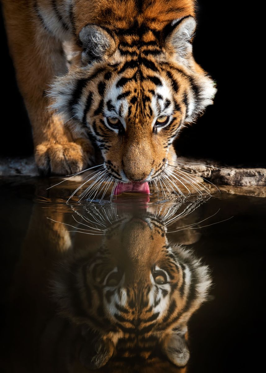 'Tiger reflection' Poster, picture, metal print, paint by Byrdyak ...