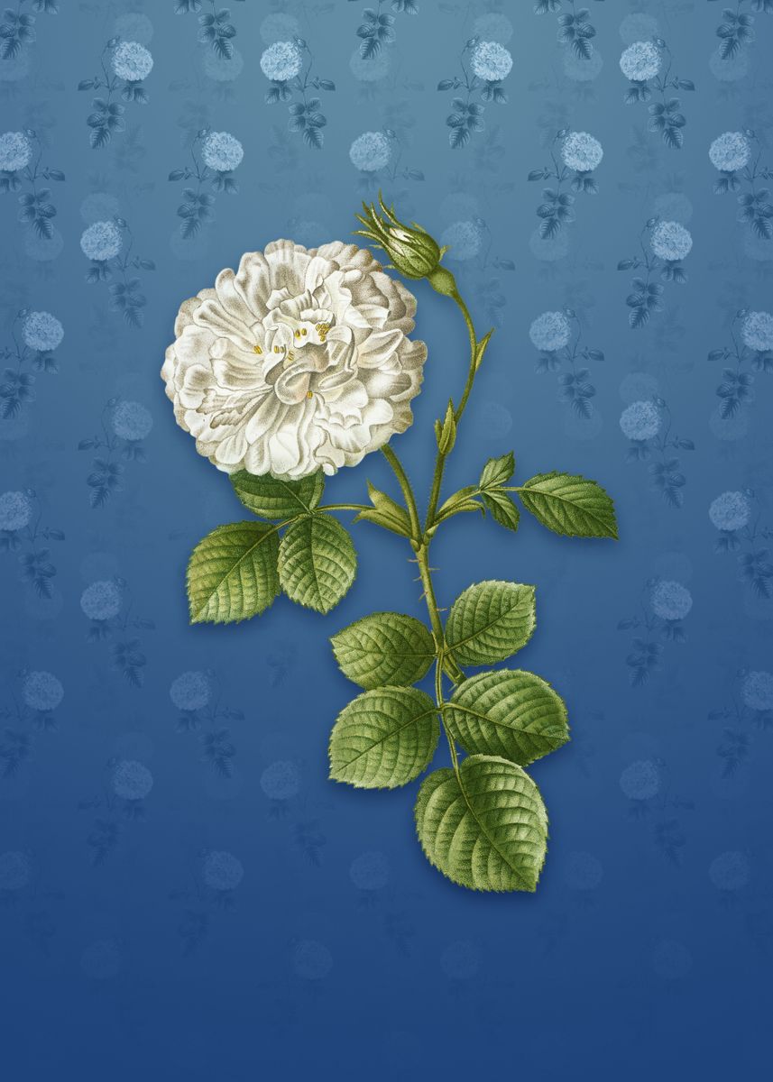 'Vintage White Rose of York' Poster, picture, metal print, paint by ...