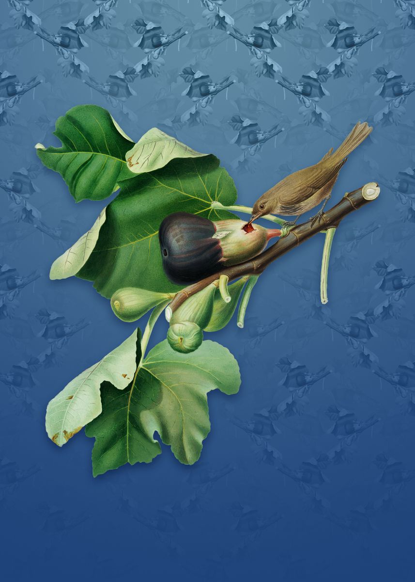 'Vintage Fig with Bird' Poster, picture, metal print, paint by Holy ...