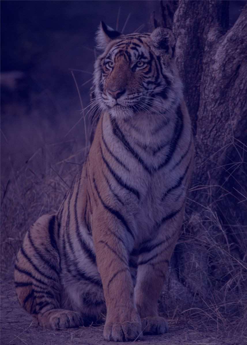 'poster star tiger' Poster by waskat us | Displate