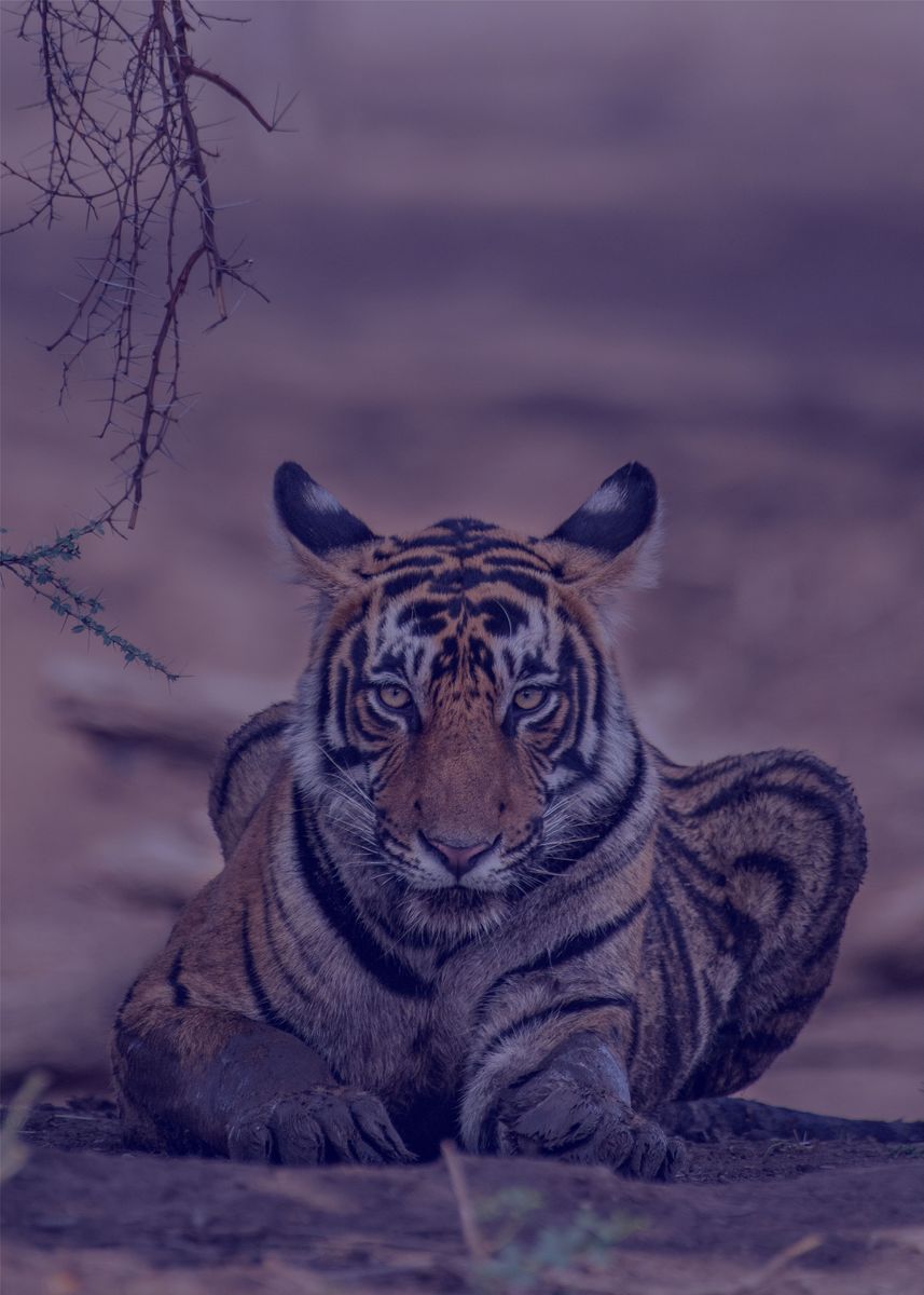 'star tiger' Poster, picture, metal print, paint by waskat us | Displate