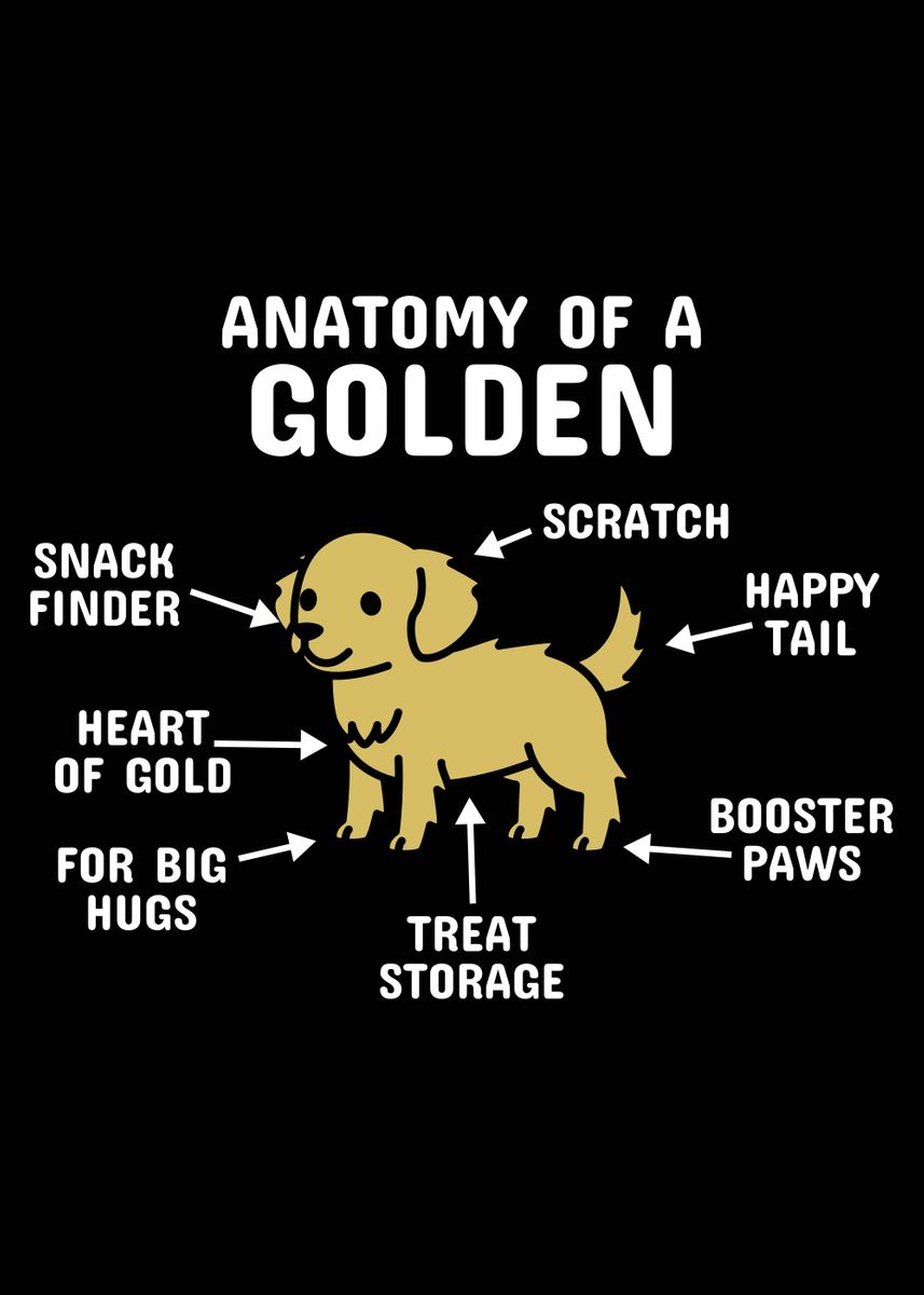 'Anatomy Of A Golden Retrie' Poster, picture, metal print, paint by ...