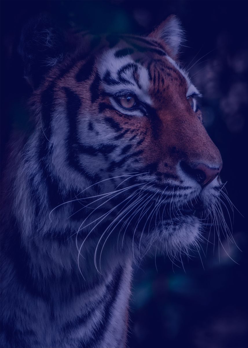 'poster tiger' Poster, picture, metal print, paint by waskat us | Displate