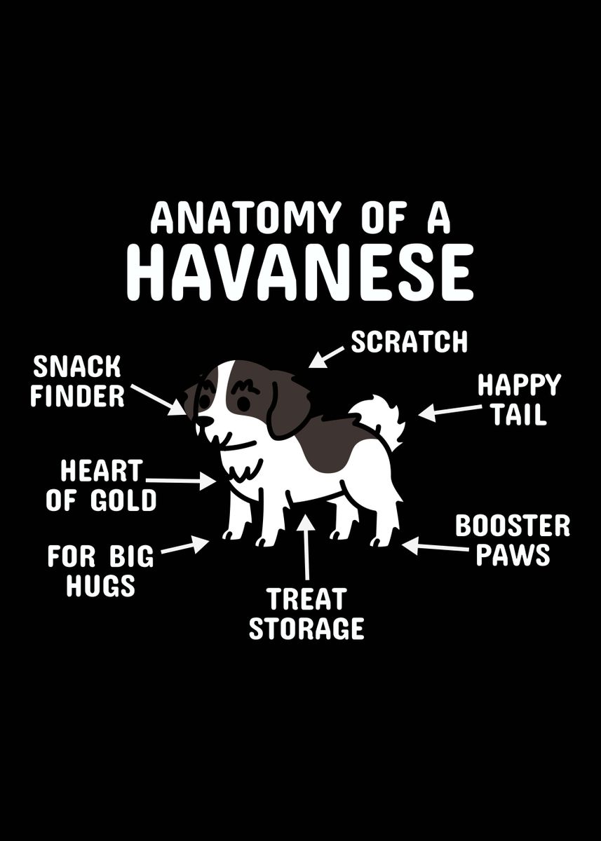 'Anatomy Of A Havanese' Poster, picture, metal print, paint by PetPrints | Displate