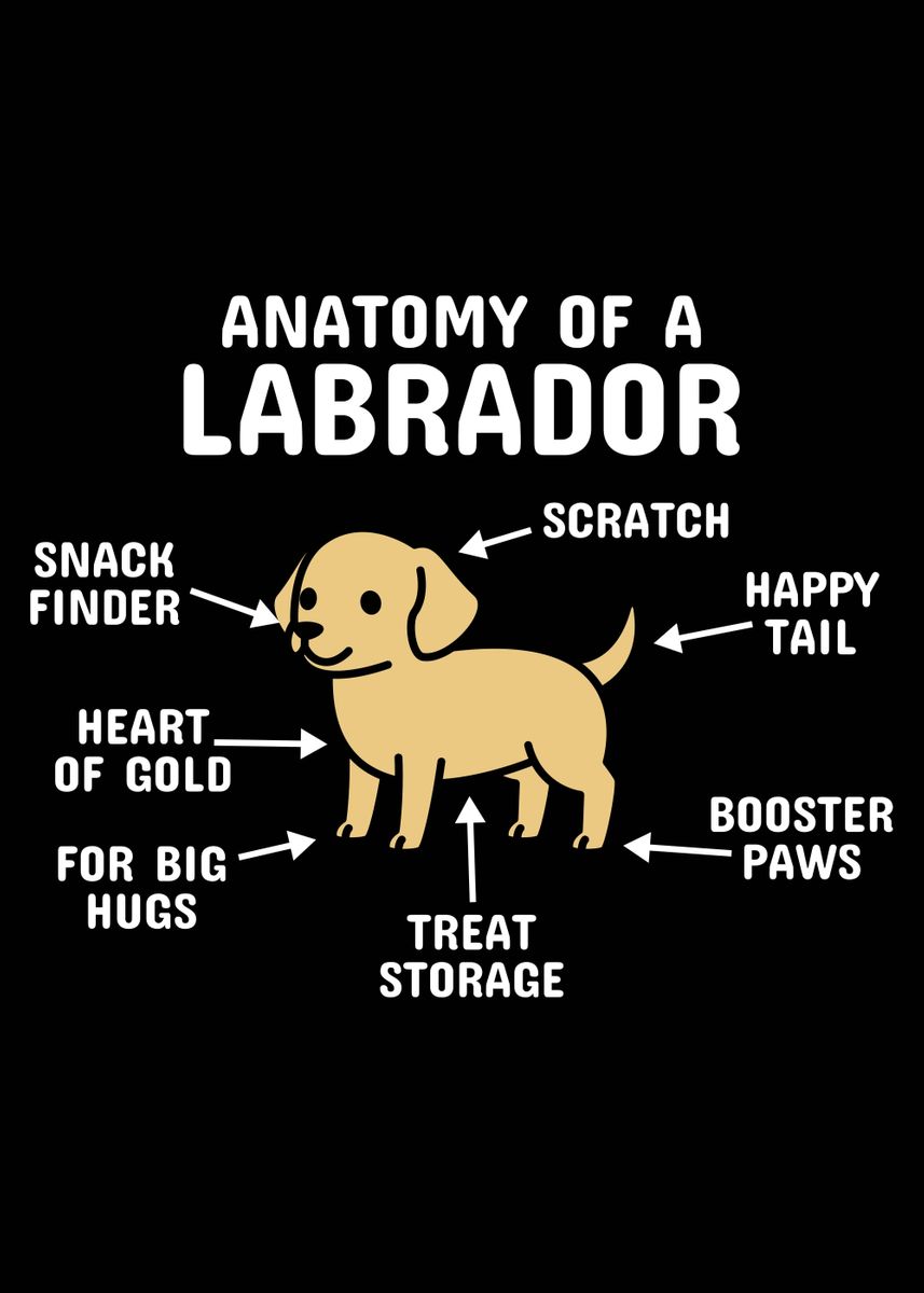 'Anatomy Of A Labrador' Poster, picture, metal print, paint by ...