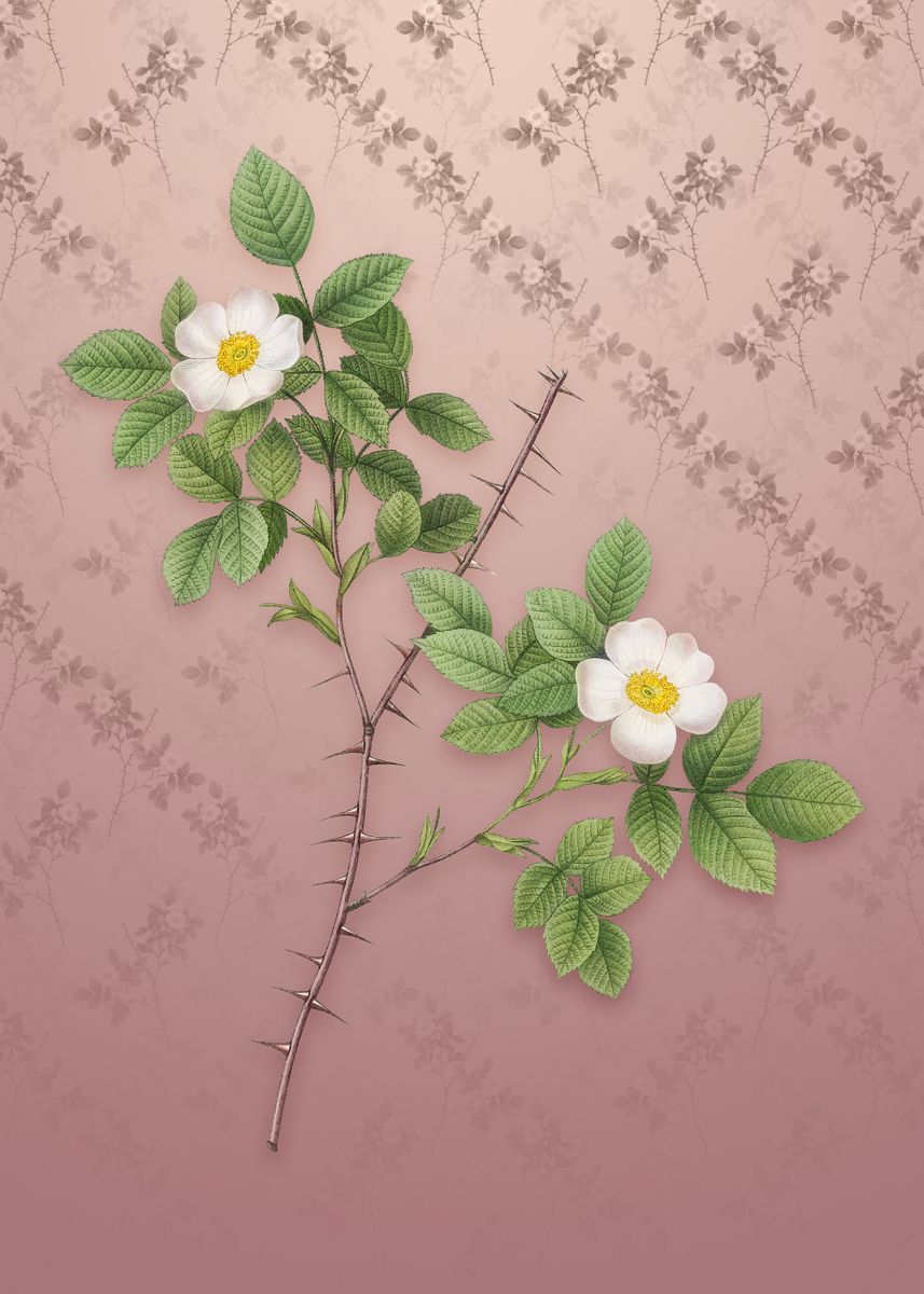'Spiny Leaf Rose of Dematra' Poster, picture, metal print, paint by ...
