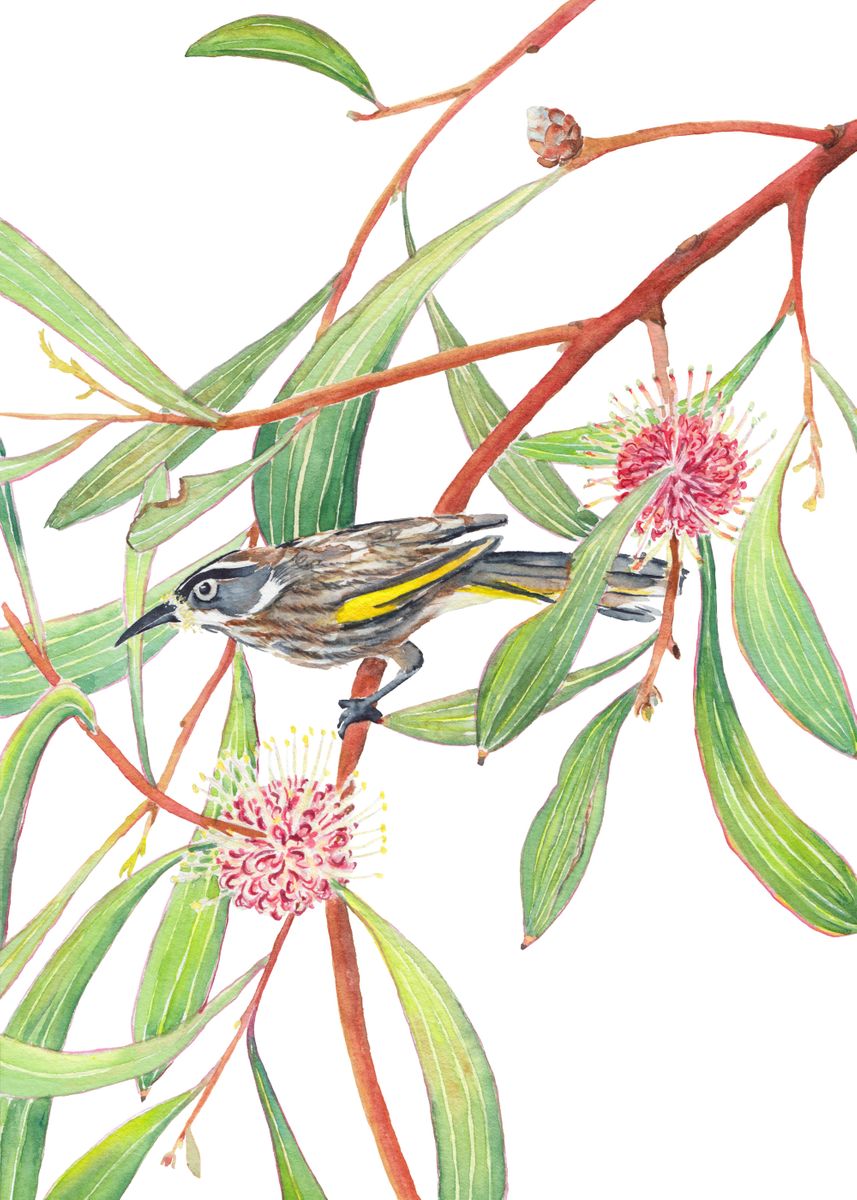 'Honeyeater bird and Hakea' Poster, picture, metal print, paint by Zoya ...
