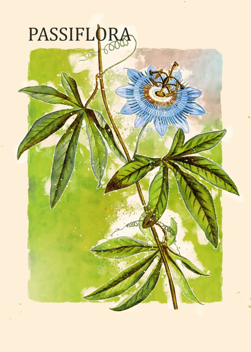 'Passiflora' Poster, picture, metal print, paint by burcu korkmazyurek ...