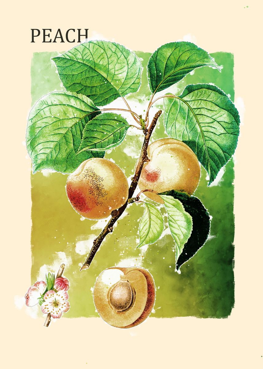 'Peach' Poster, picture, metal print, paint by burcu korkmazyurek ...