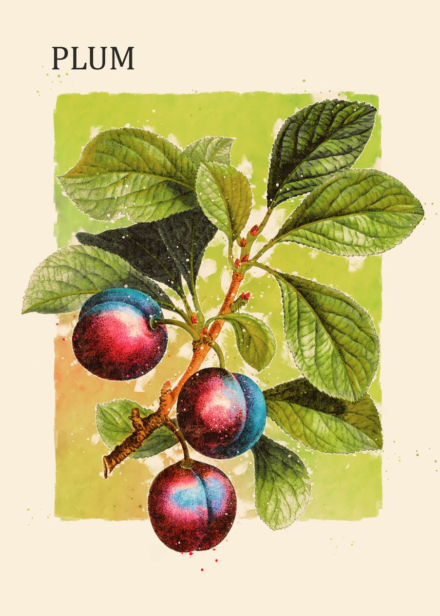 'Plum' Poster, picture, metal print, paint by burcu korkmazyurek | Displate