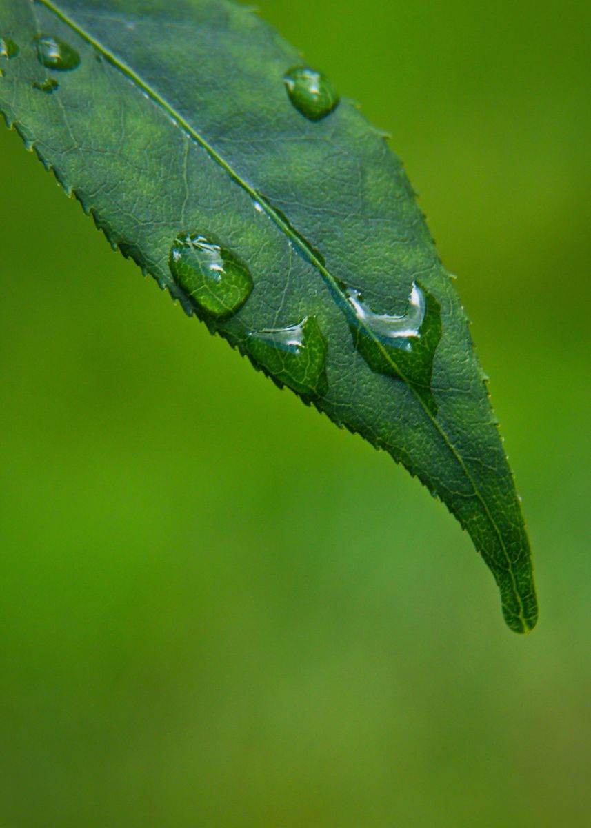 'rain drops ' Poster, picture, metal print, paint by Amazing Artist ...
