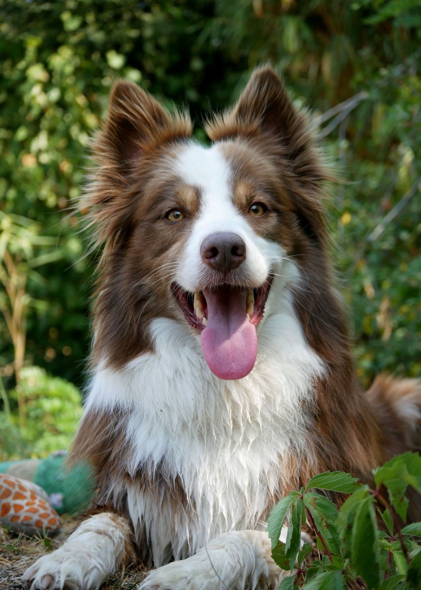 'MAIKO' Poster, picture, metal print, paint by Robin MARCHAND | Displate