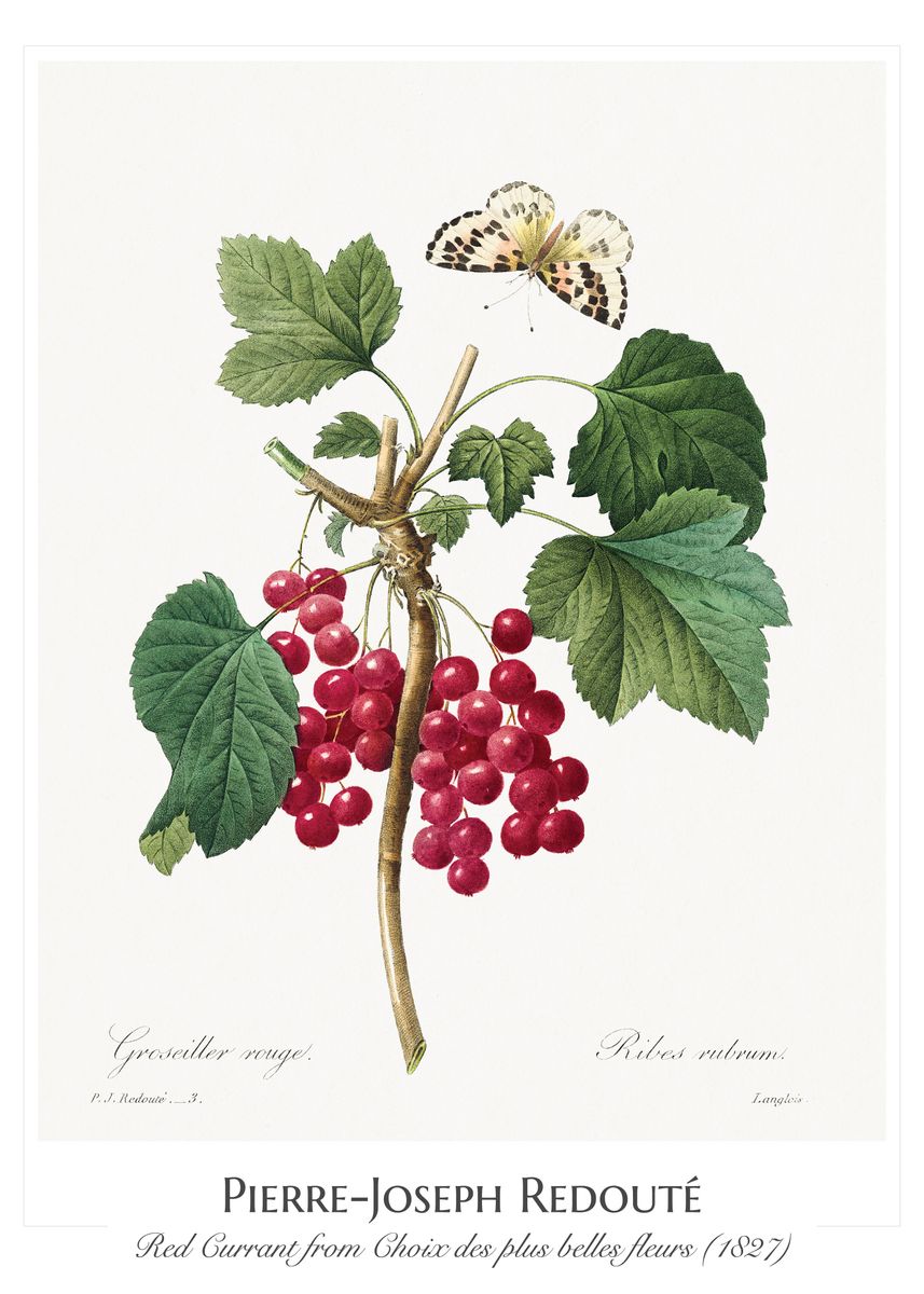 'Red Currant' Poster, picture, metal print, paint by amanmana | Displate