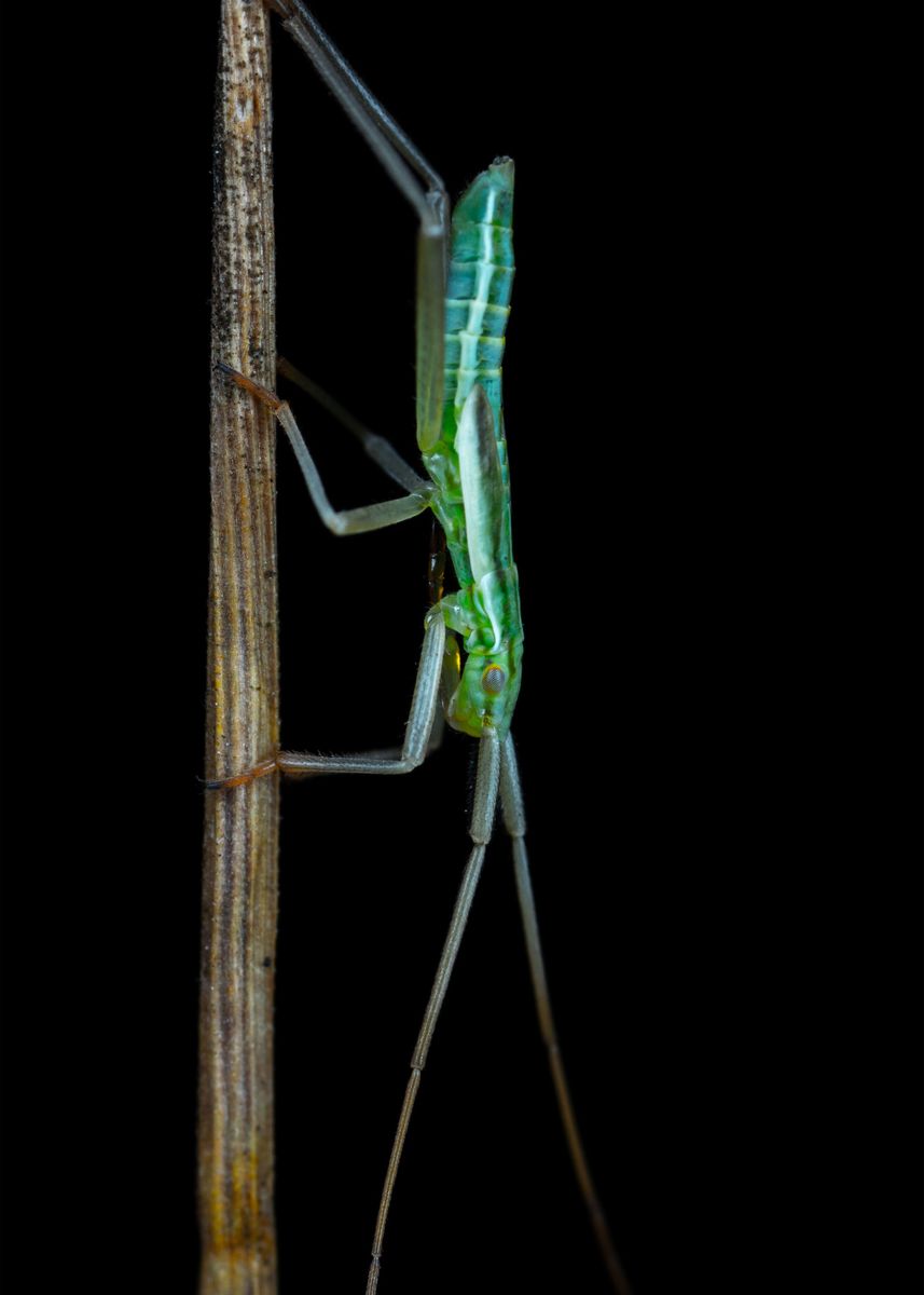 'Grasshopper night' Poster, picture, metal print, paint by Travel ...
