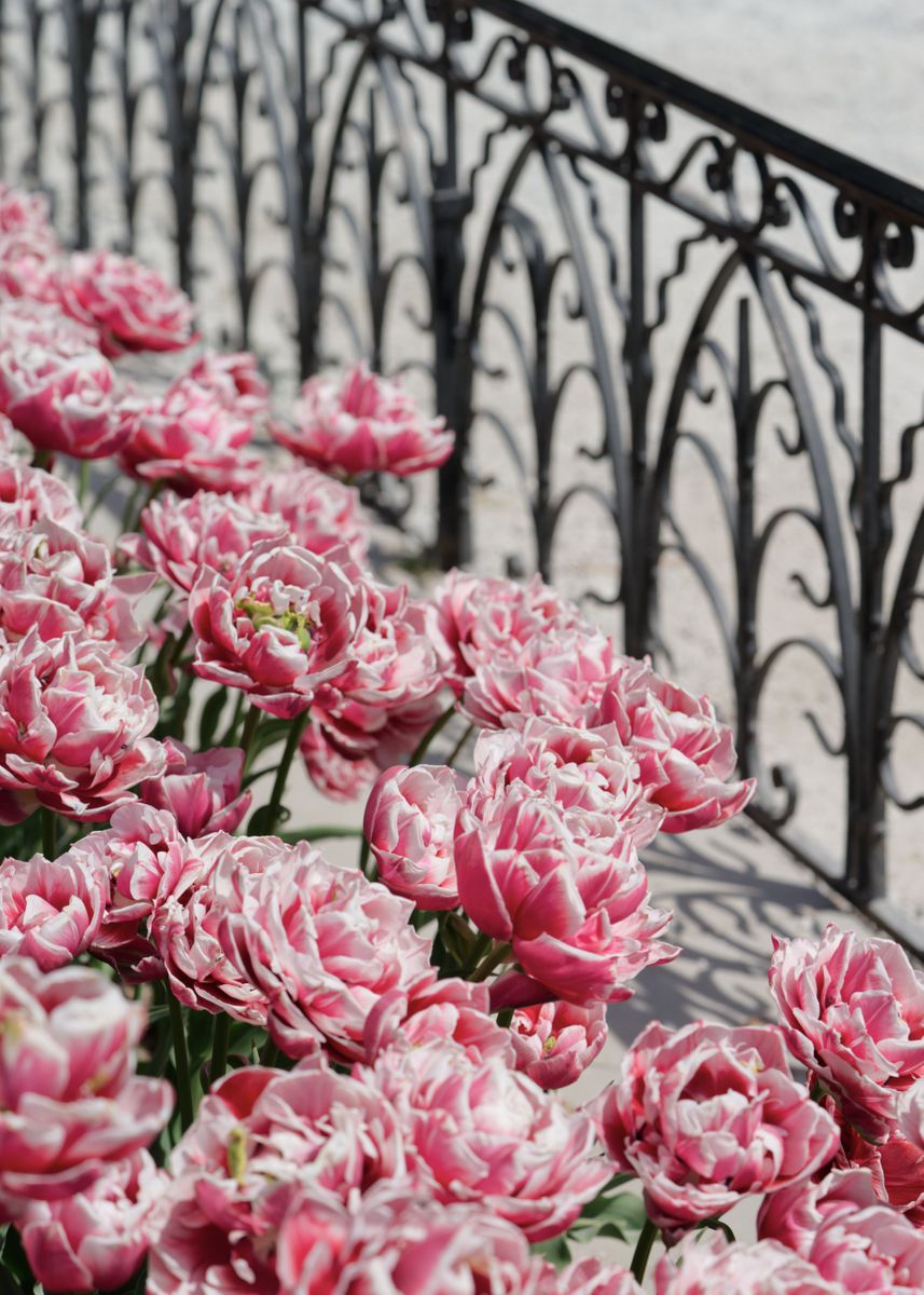 'Double crowned tulips' Poster by VivaAvila Ben Dakhlia | Displate