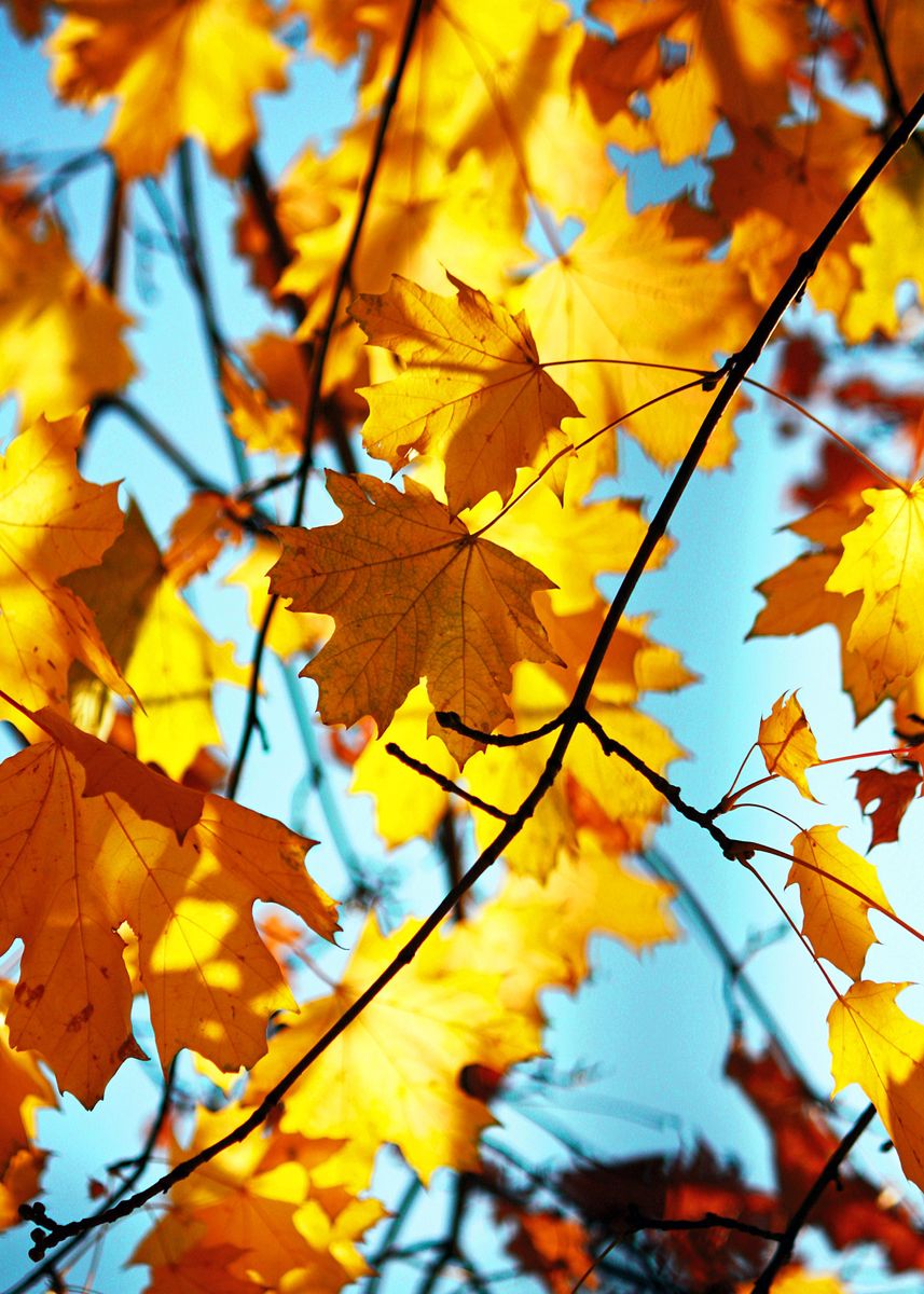 'Autumn Vibes ' Poster, picture, metal print, paint by Big City | Displate