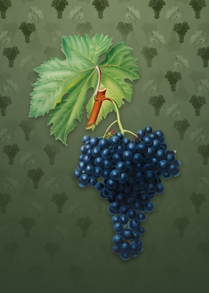 'Vintage Fuella Grapes' Poster, picture, metal print, paint by Holy ...