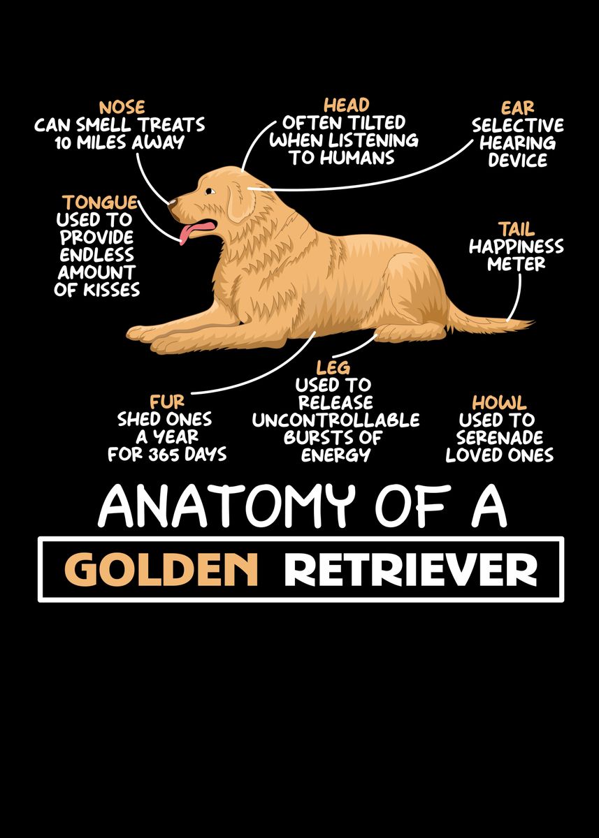 'Golden Retriever Anatomy' Poster by ShirTom | Displate