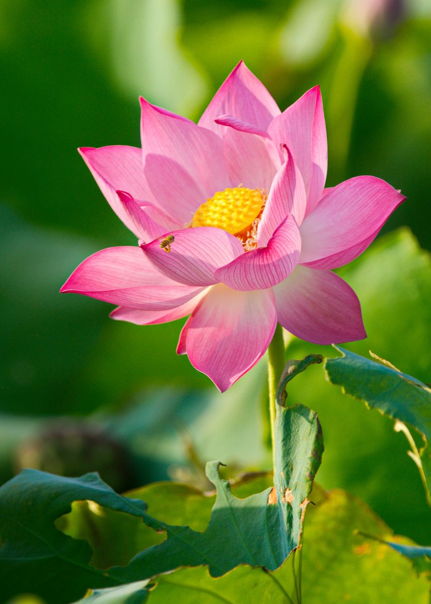 'Nice Lotus in the fileds' Poster by Thanh Hoang Cong | Displate