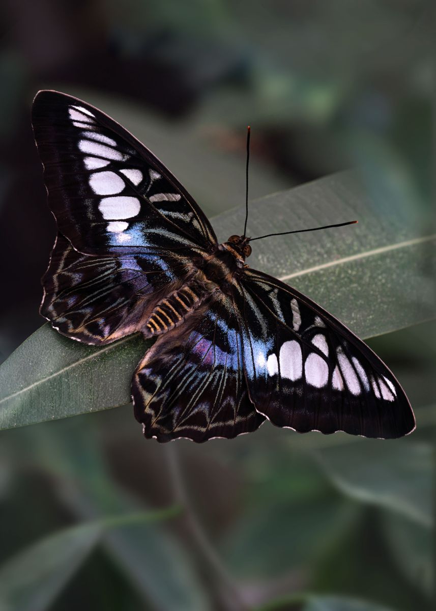 'Blue and black Beauty' Poster, picture, metal print, paint by Jaroslaw ...