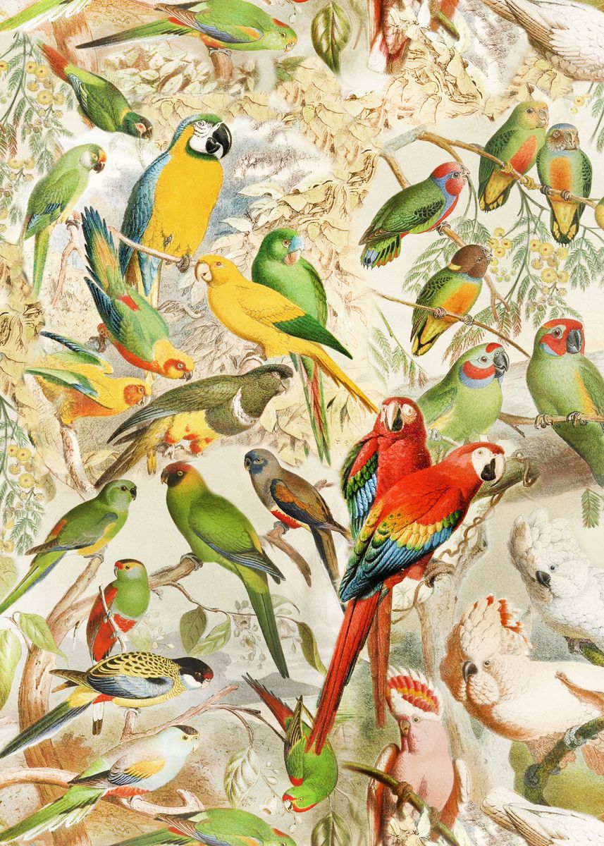 'Tropical Birds' Poster, picture, metal print, paint by Tanjica Art ...