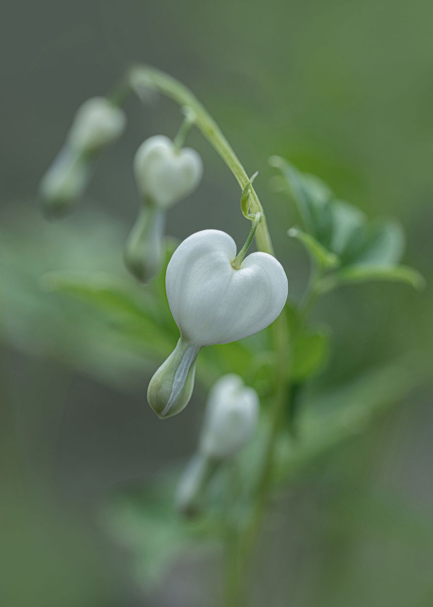 'White dicentra' Poster, picture, metal print, paint by Jaroslaw ...