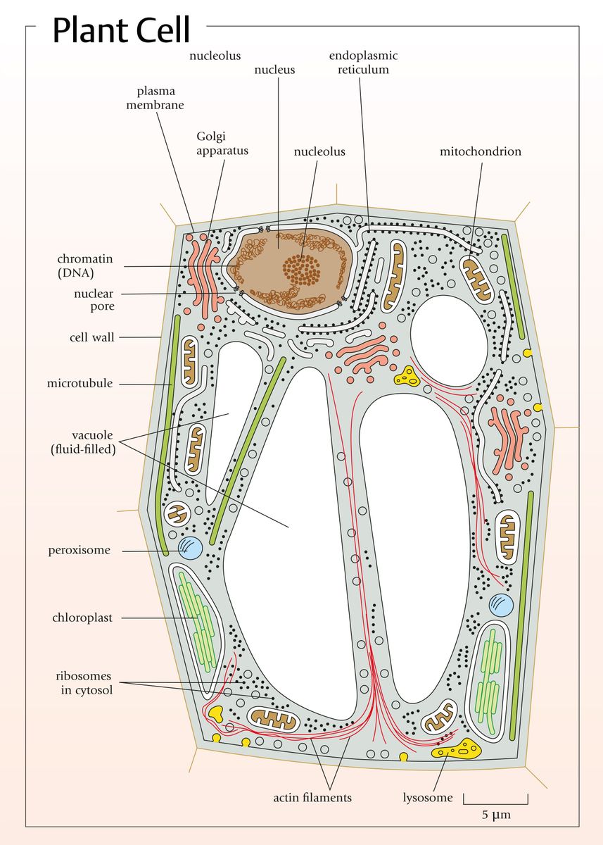 'Plant eukaryotic cell' Poster by Science Design | Displate