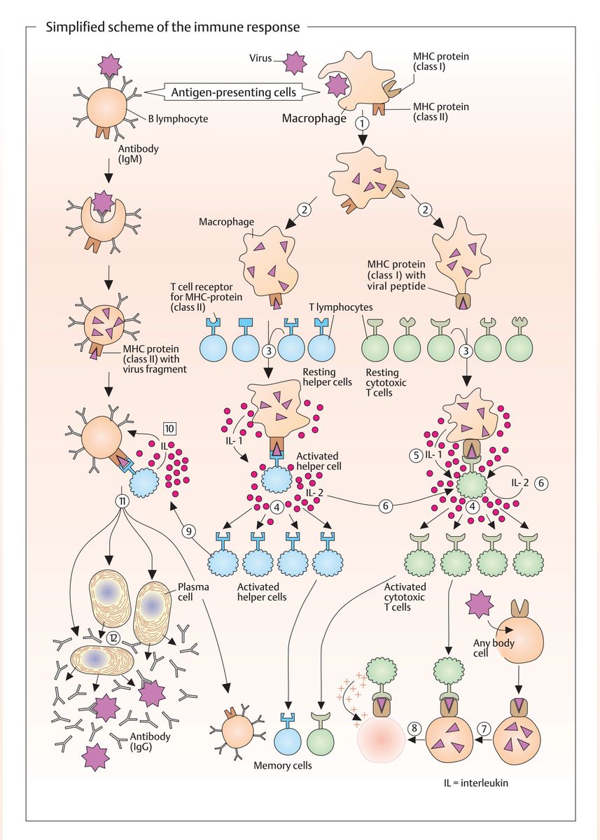 'scheme of immune response' Poster, picture, metal print, paint by ...