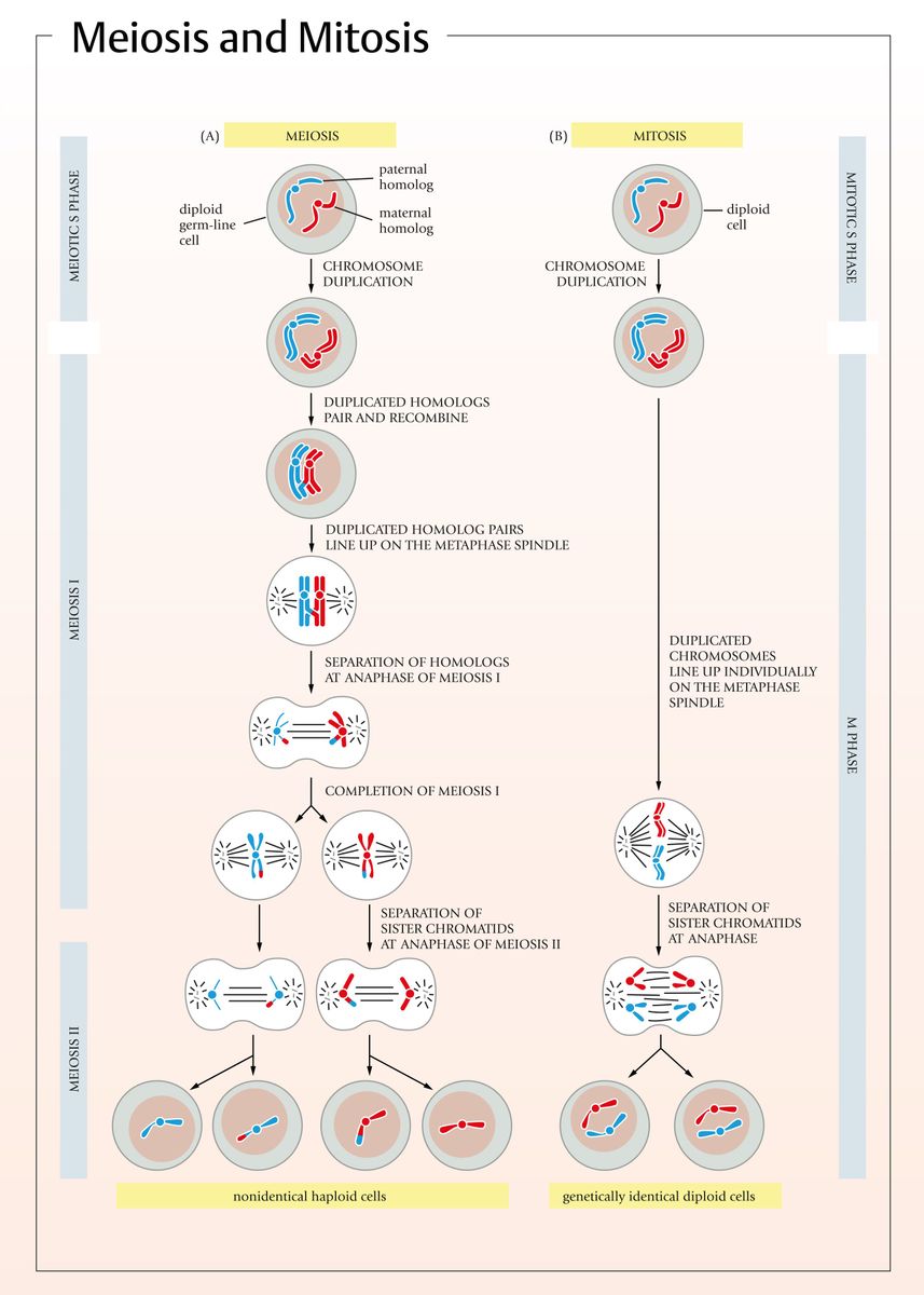 'Mitosis and Meiosis ' Poster, picture, metal print, paint by Science ...
