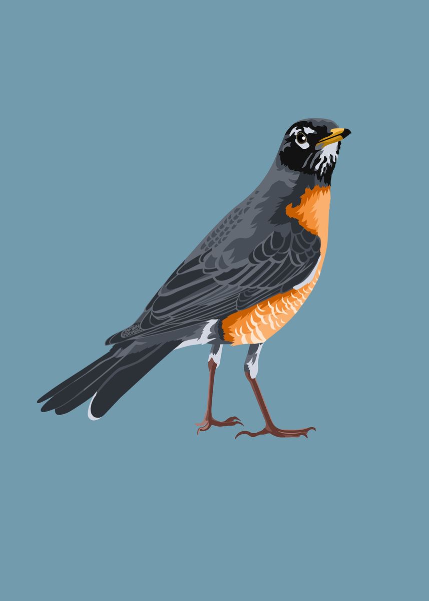 'American robin' Poster, picture, metal print, paint by Captain ...