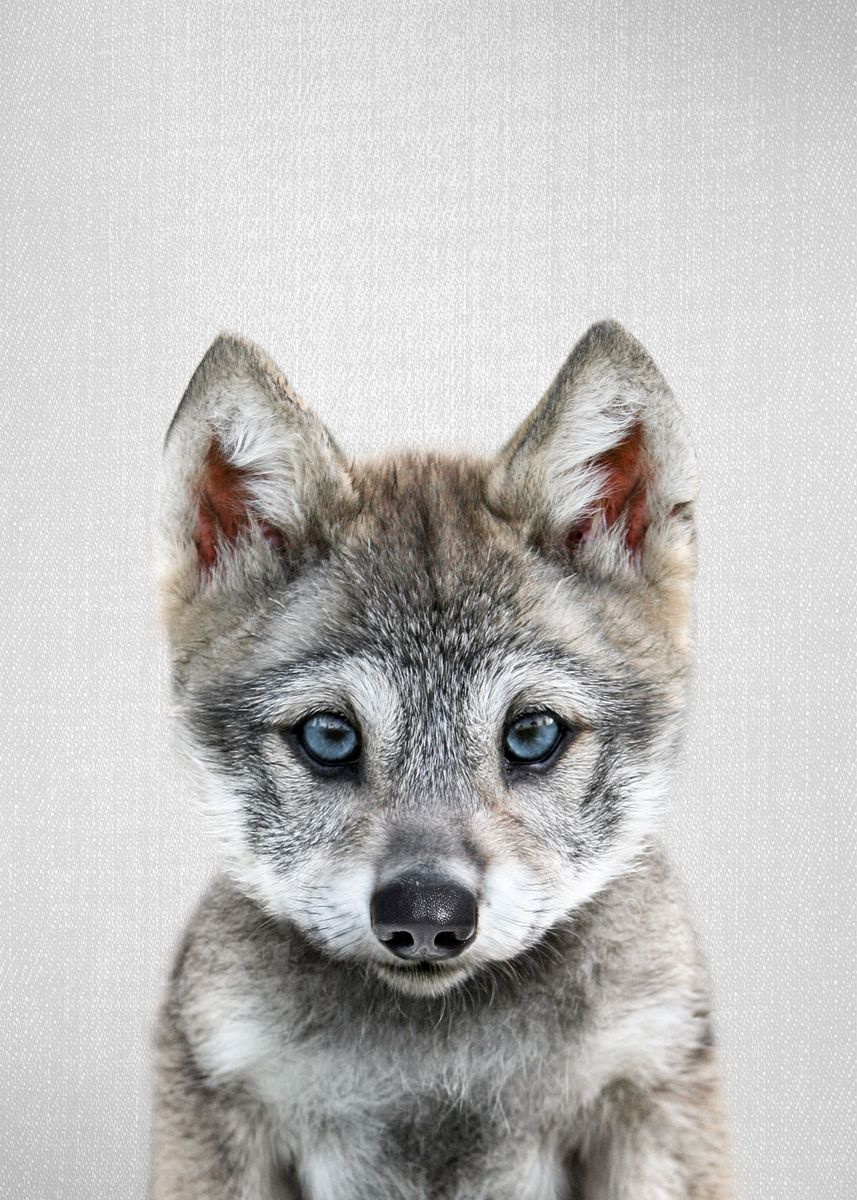 'Baby Wolf Colorful' Poster, picture, metal print, paint by Gal Design ...