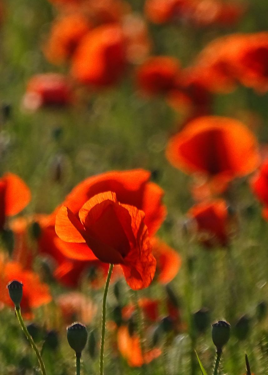 'Flaming red poppy' Poster by Virág Mazár | Displate