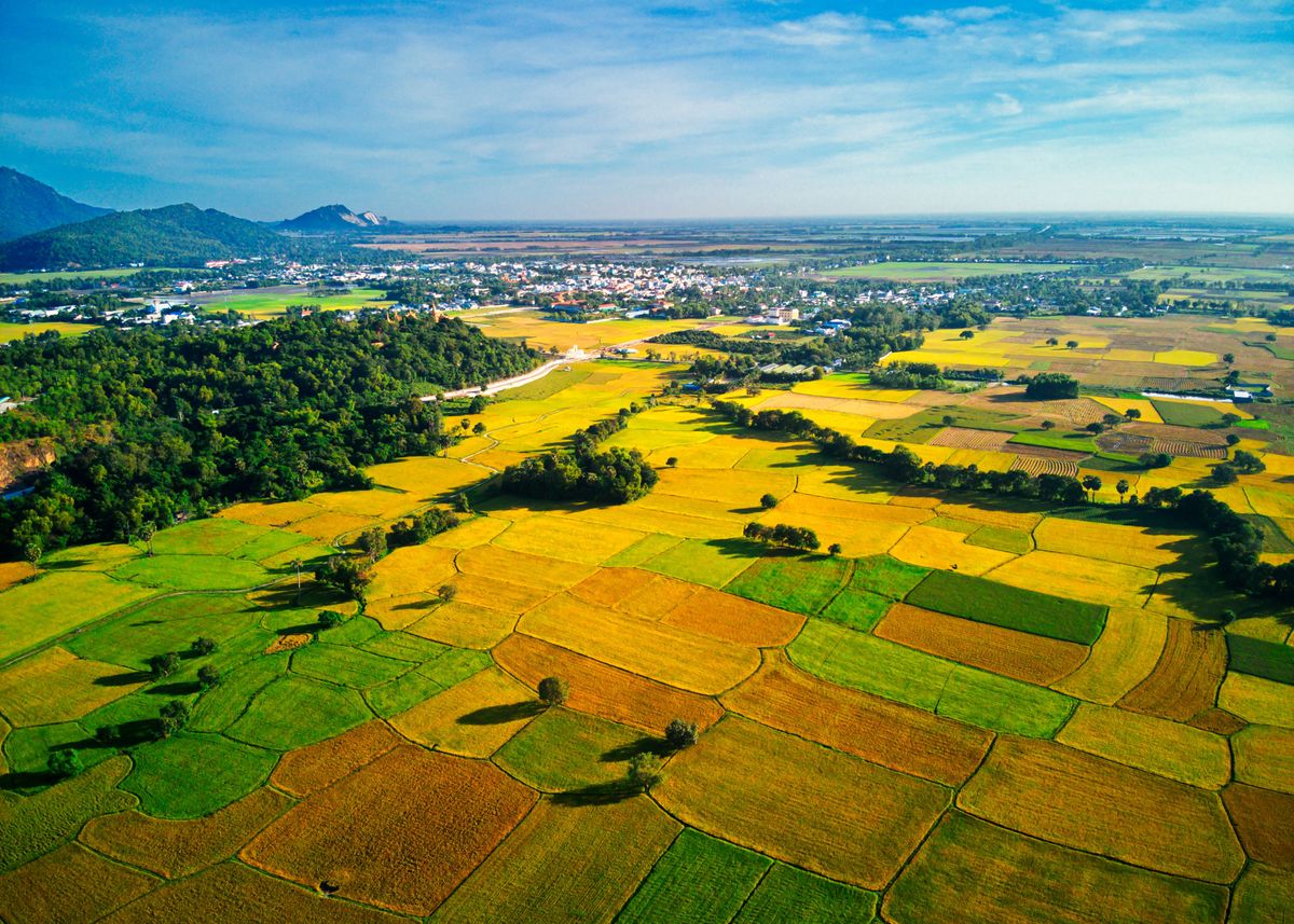 'Very nice ripen rice field' Poster by Thanh Hoang Cong | Displate