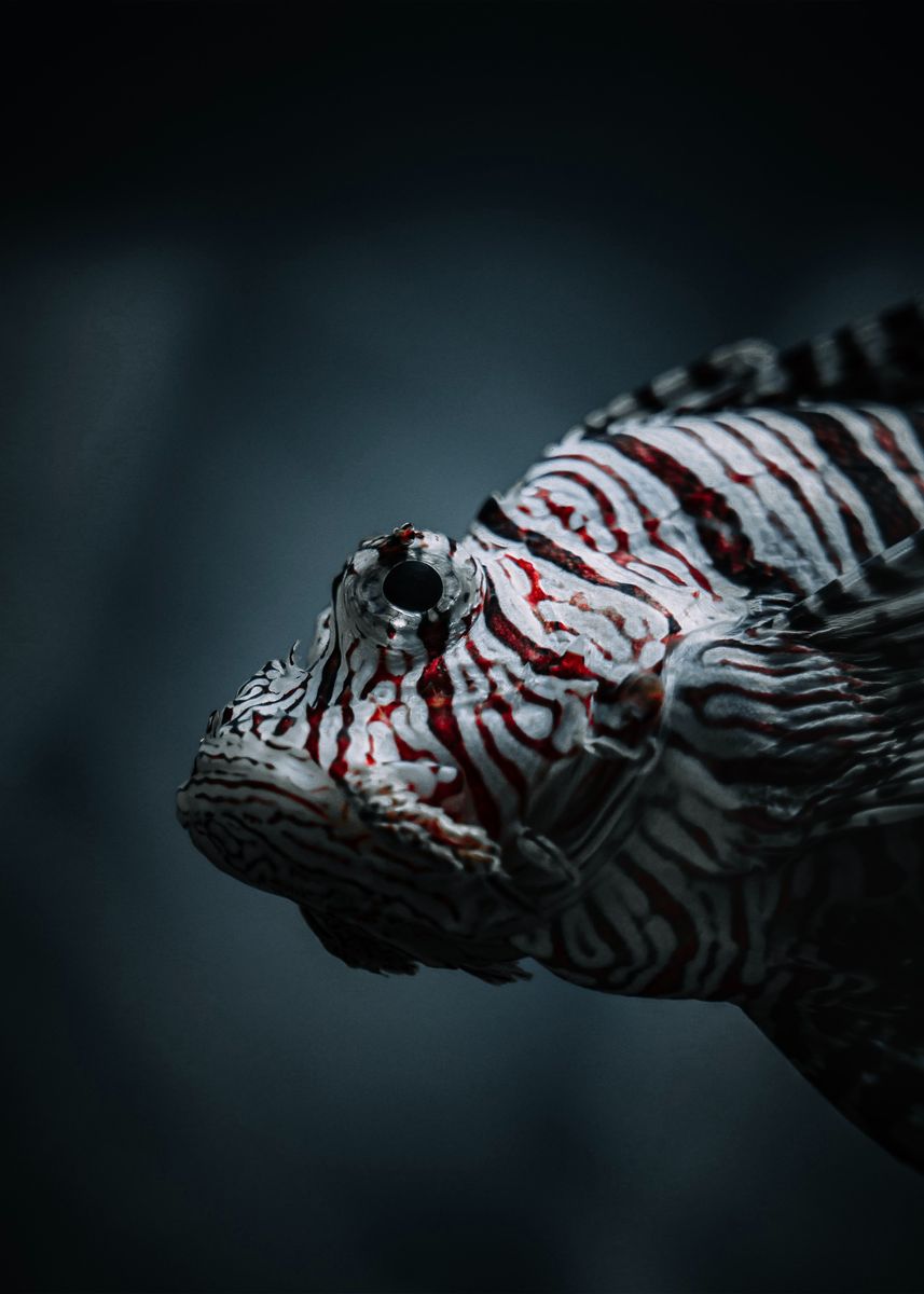 'fish ugly face' Poster by Travel Travel | Displate