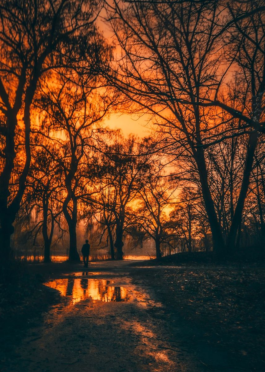 'sunset forest' Poster by Travel Travel | Displate