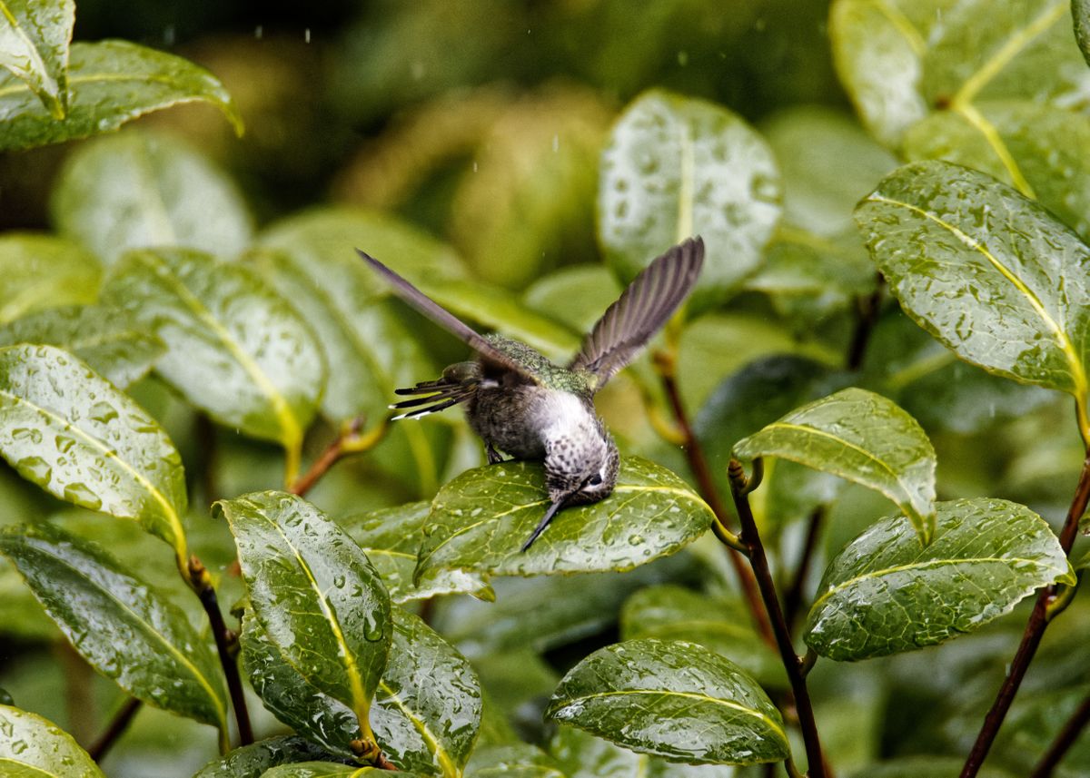 'Hummingbird Leaf wash' Poster by Michael Armour Johnson | Displate