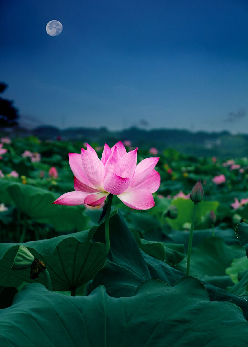 'Lotus Flower by the Moon' Poster, picture, metal print, paint by Max ...