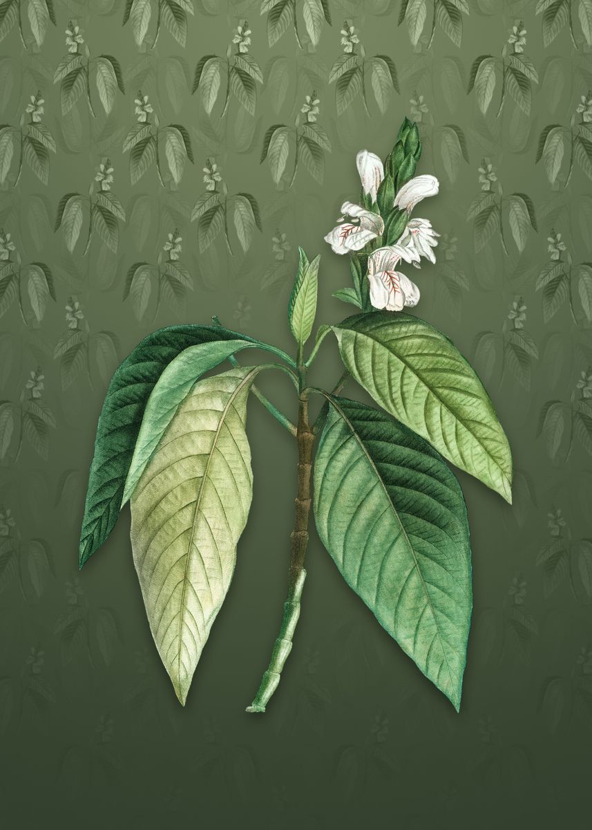 'Vintage Malabar Nut' Poster, picture, metal print, paint by Holy Rock ...