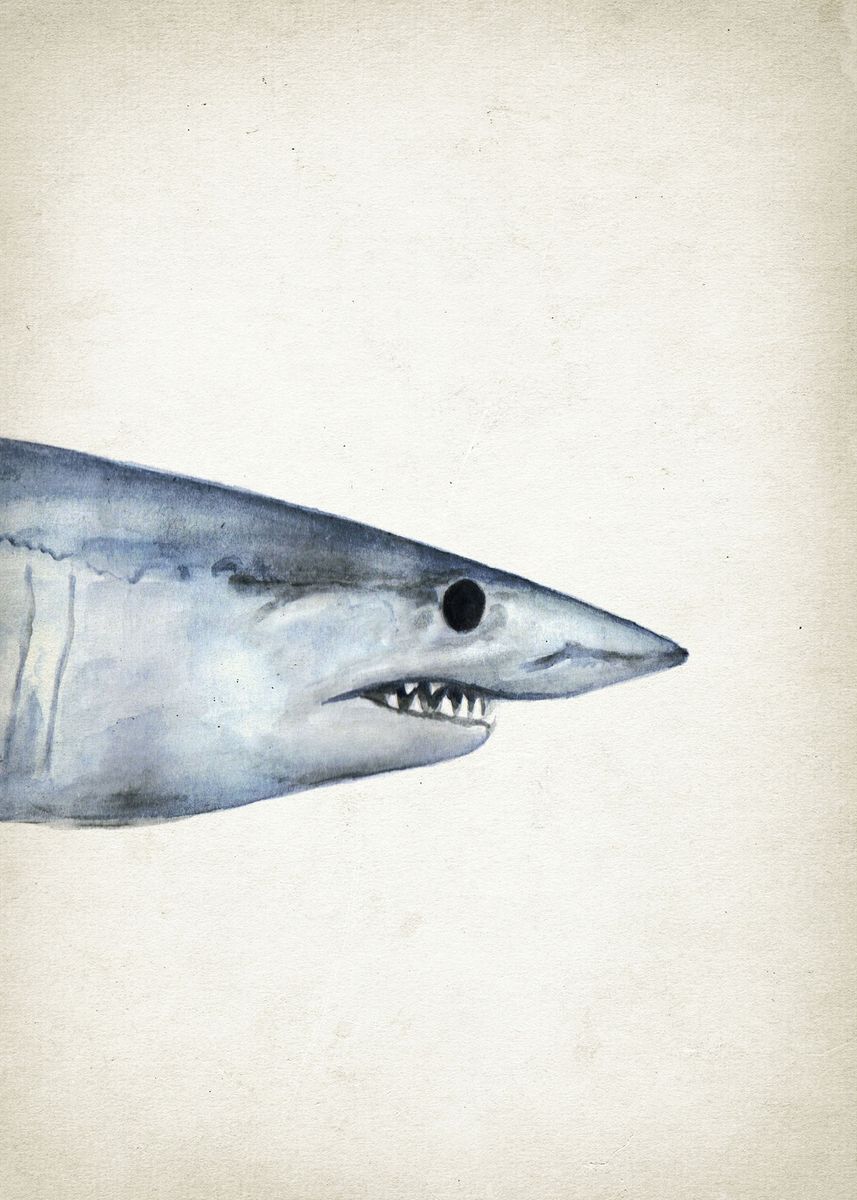 'Mako shark head' Poster, picture, metal print, paint by Designersen ...