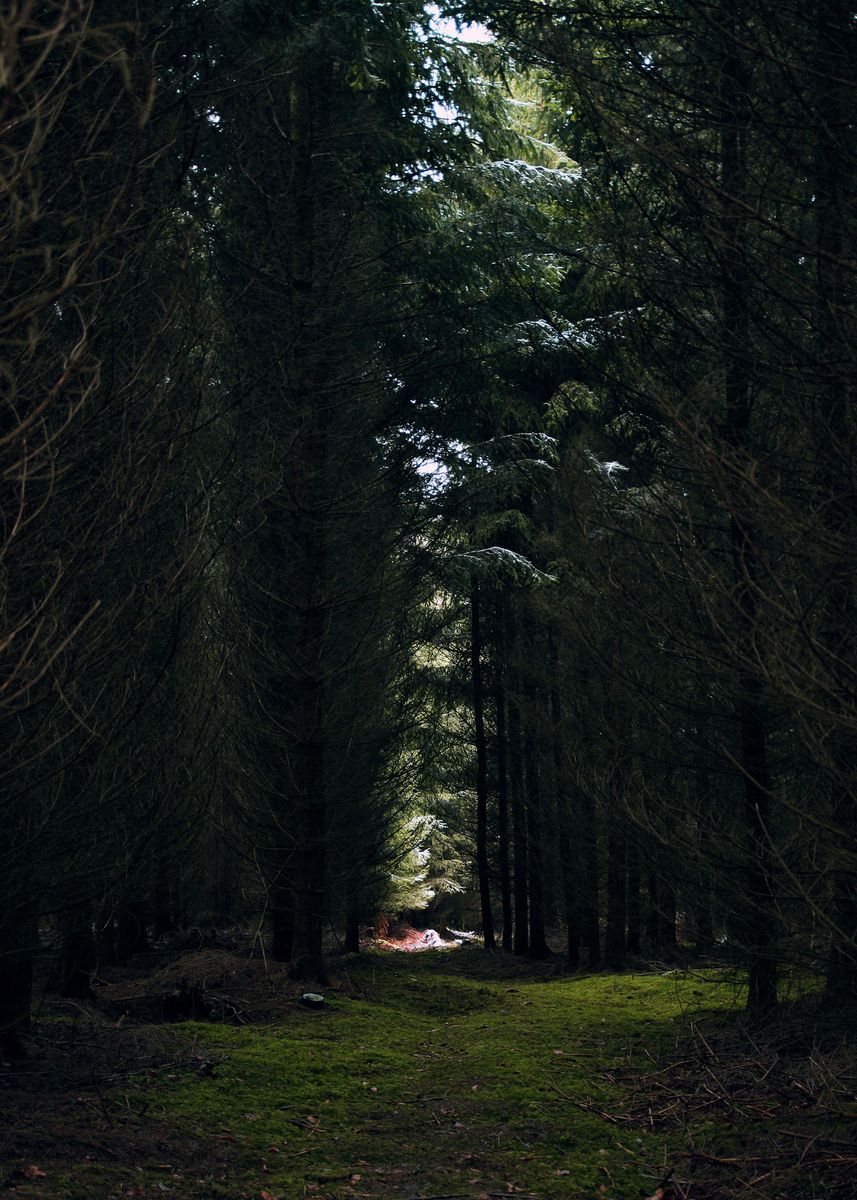 'Lost in the Forest' Poster by Conceptual Photography | Displate