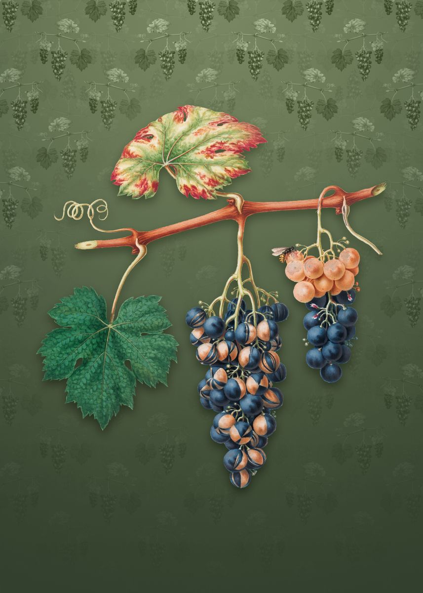 'Vintage Summer Grape' Poster, picture, metal print, paint by Holy Rock ...