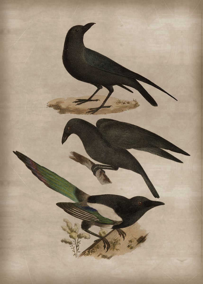 'Black Raven 5' Poster, picture, metal print, paint by XandYart | Displate