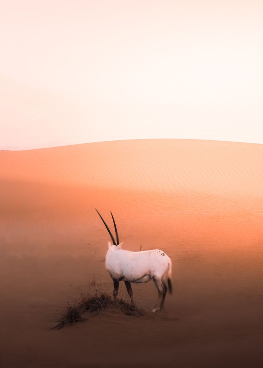 'white antelope' Poster by Travel Travel | Displate