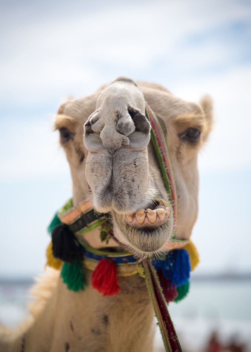 'smiling camel' Poster, picture, metal print, paint by Travel Travel ...