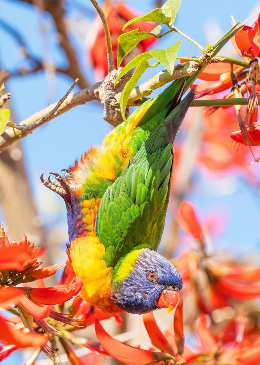 'Rainbow Lorikeet Flowers' Poster, picture, metal print, paint by ...