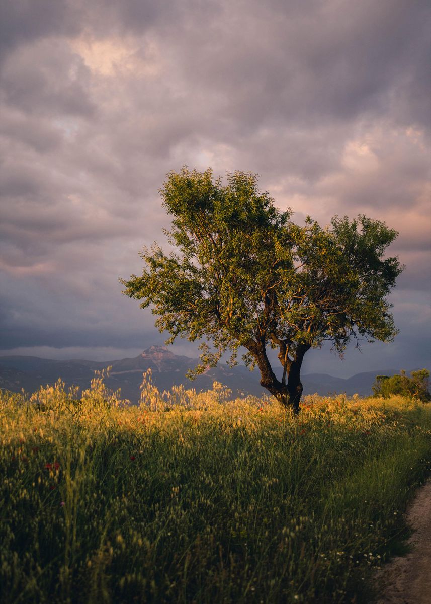 'Lone Tree' Poster, picture, metal print, paint by Conceptual ...