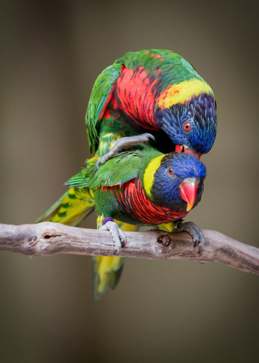'Rainbow Lorikeet Love' Poster, picture, metal print, paint by Slowbird ...