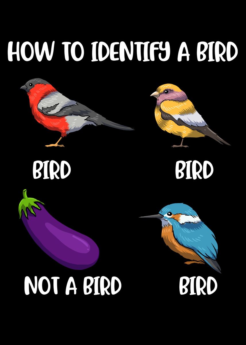 'How To Identify A Bird' Poster by CatRobot | Displate